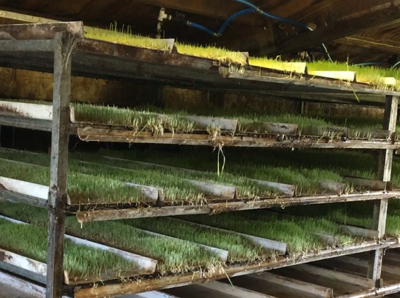 Growing Fodder for Pigs - Countryside